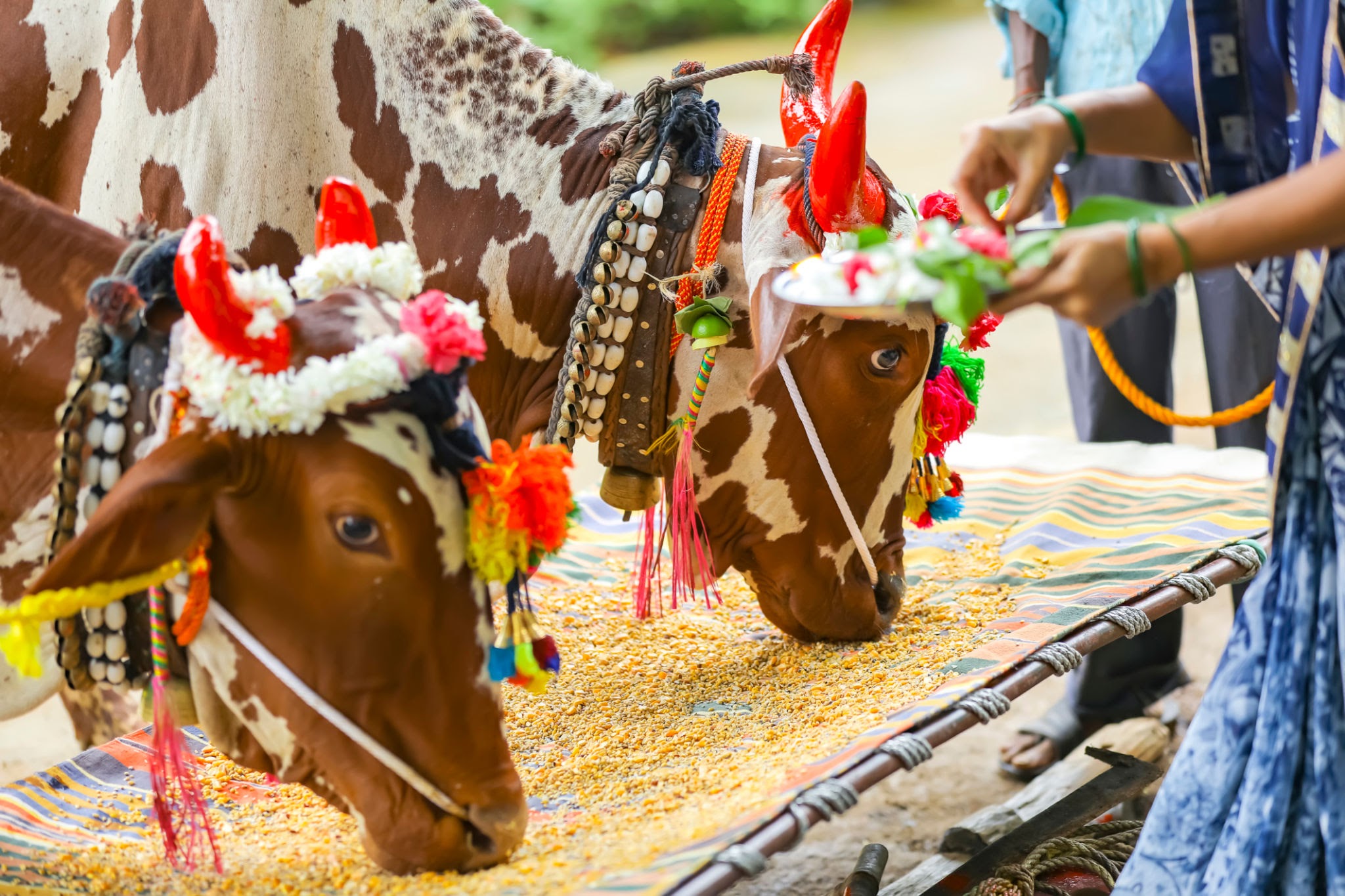 Pola Festival in Maharashtra: Honoring Cattle Traditions.
